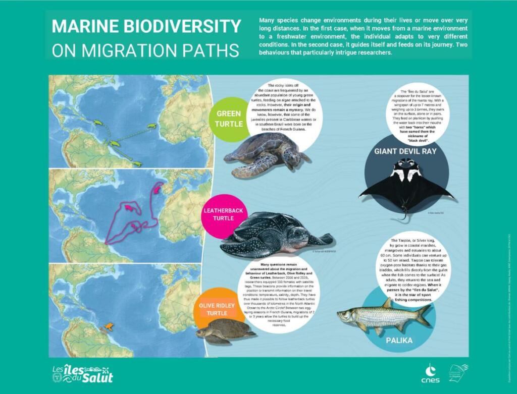 MARINE BIODIVERSITY ON MIGRATION PATHS - Collectivité Territoriale de ...